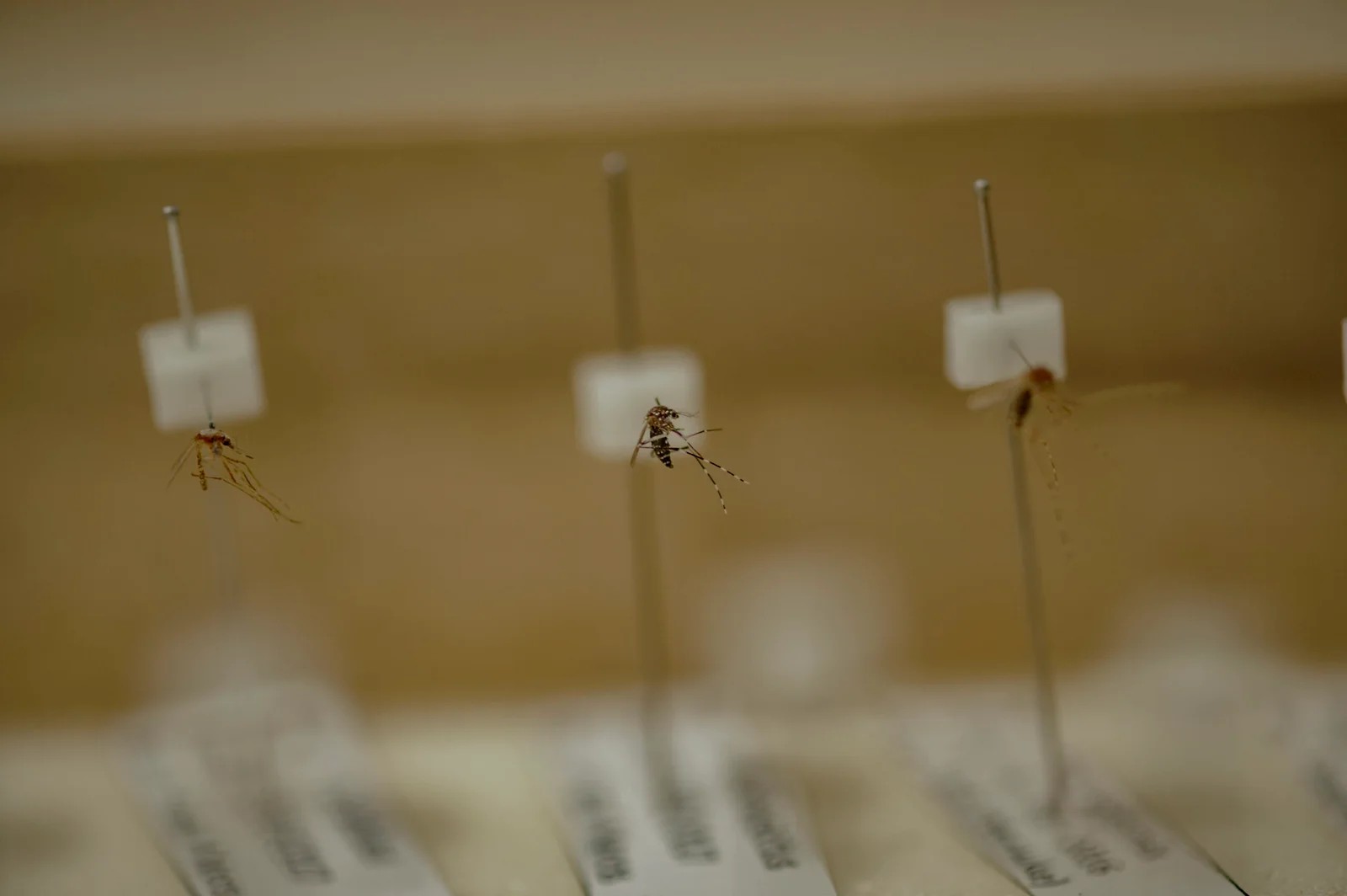 Deforestation, Agriculture, Mining, and Development Fuel Malaria ...