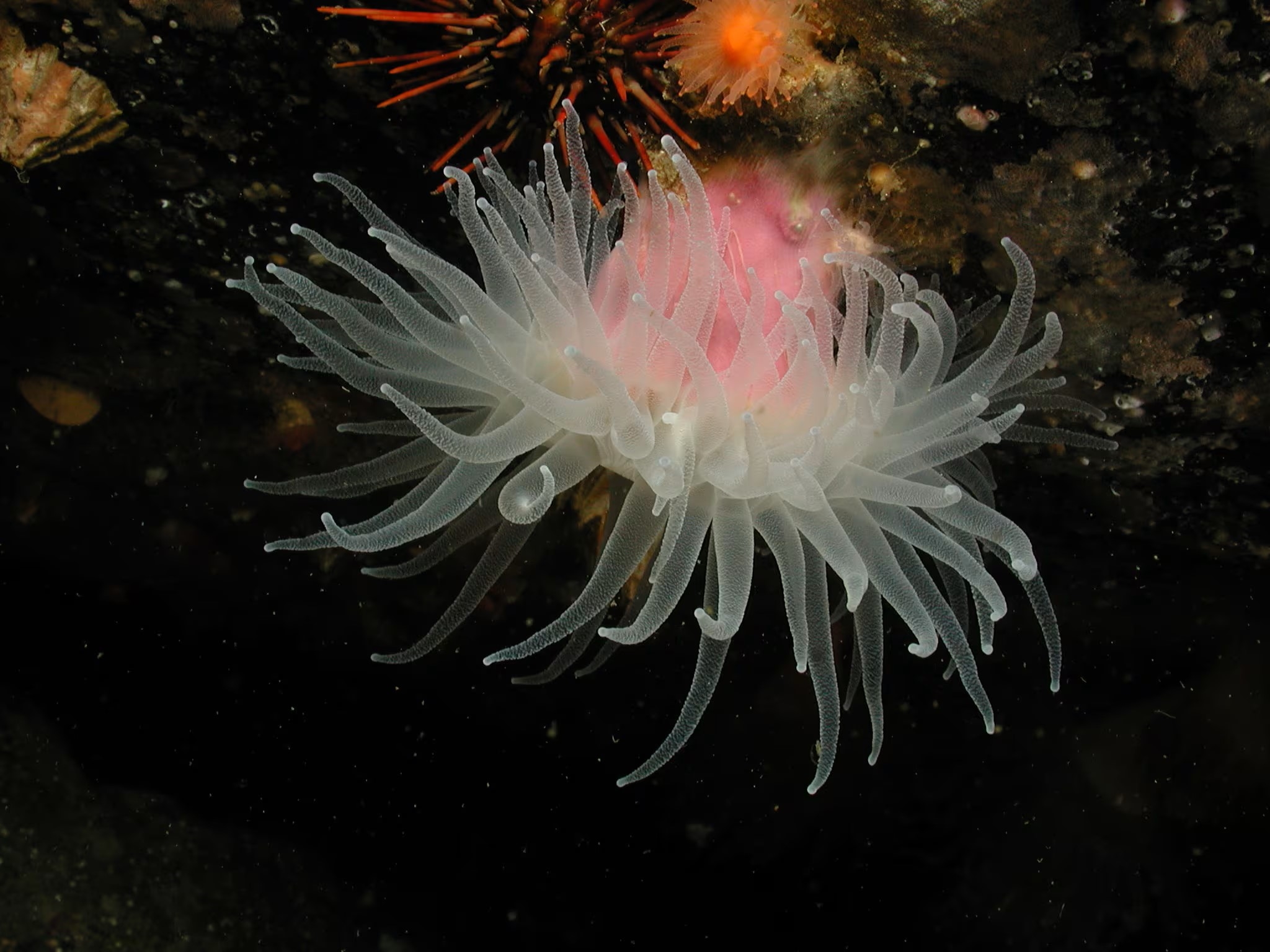 A Window Into the Deep: Studying Rare Cold-Water Corals in a Patagonian ...