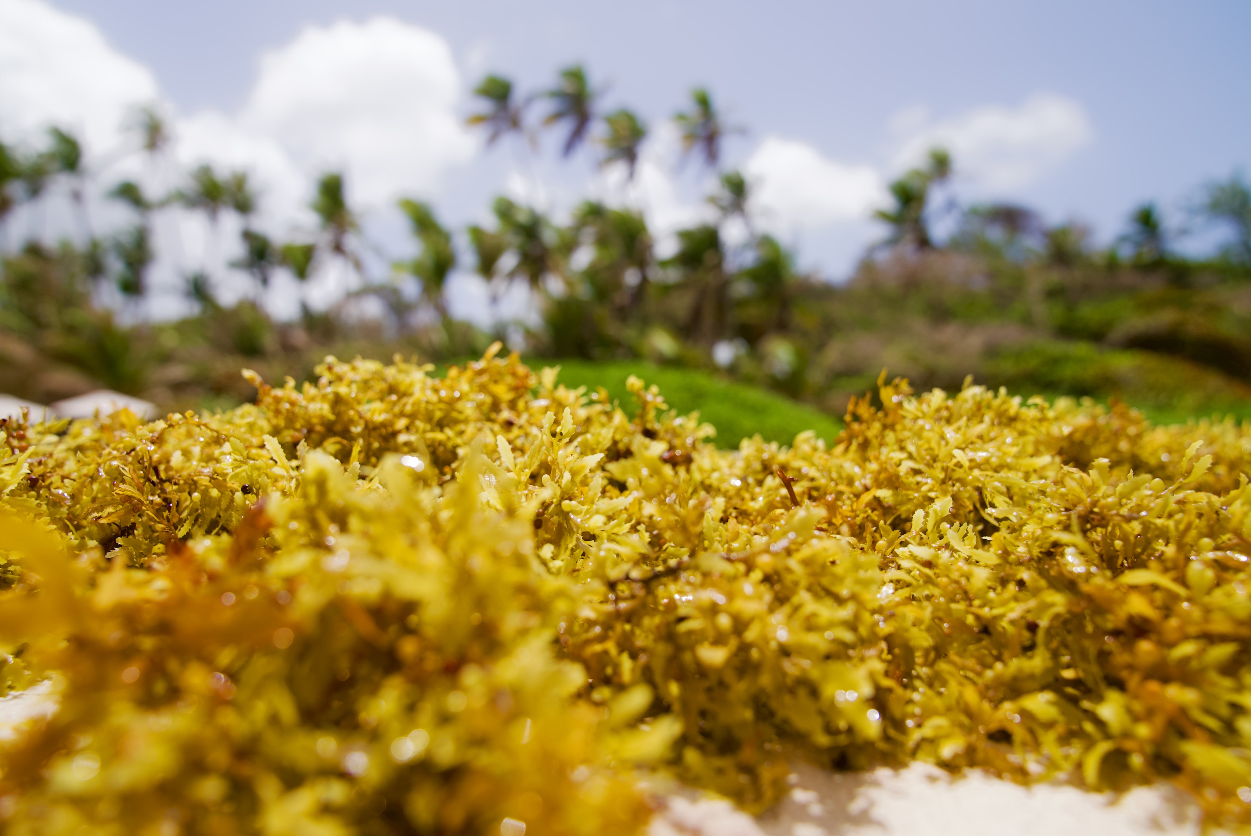 Sargassum, the New ‘Caribbean Gold’?: Challenges and Opportunities ...