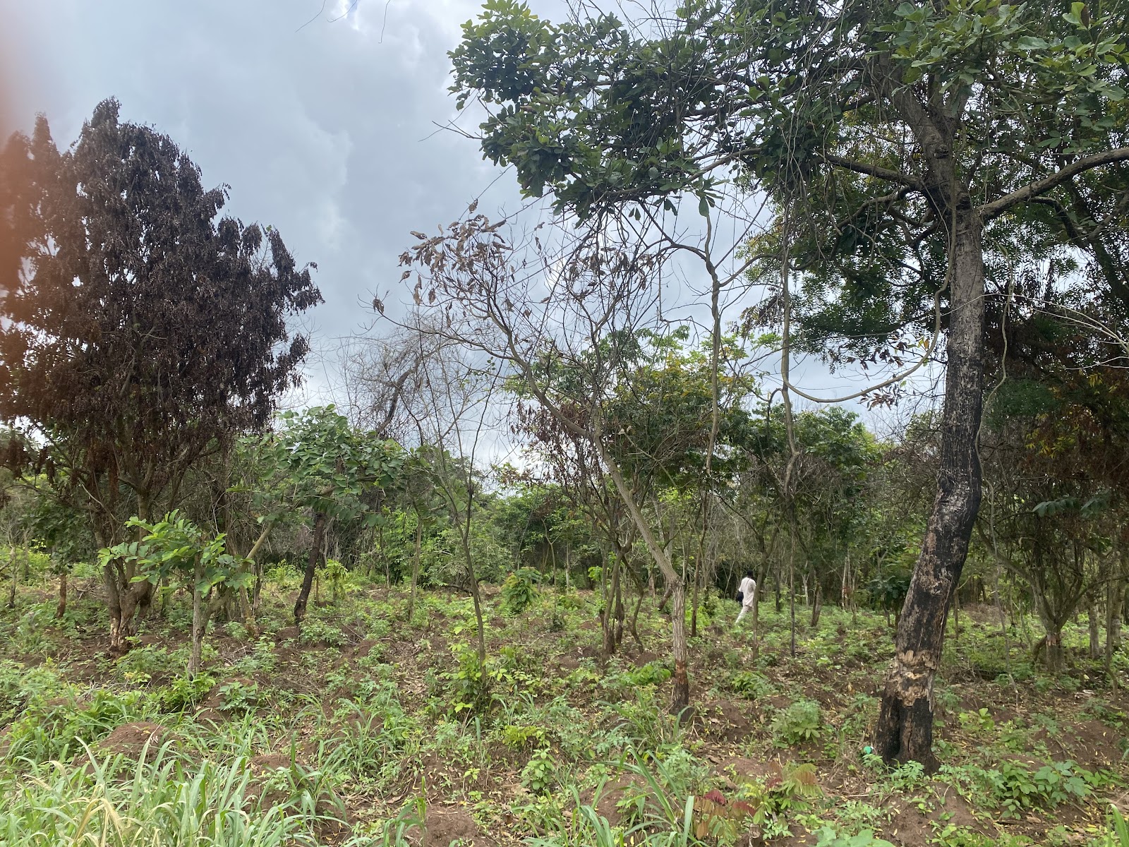 Losing Nature's Cure | Pulitzer Center