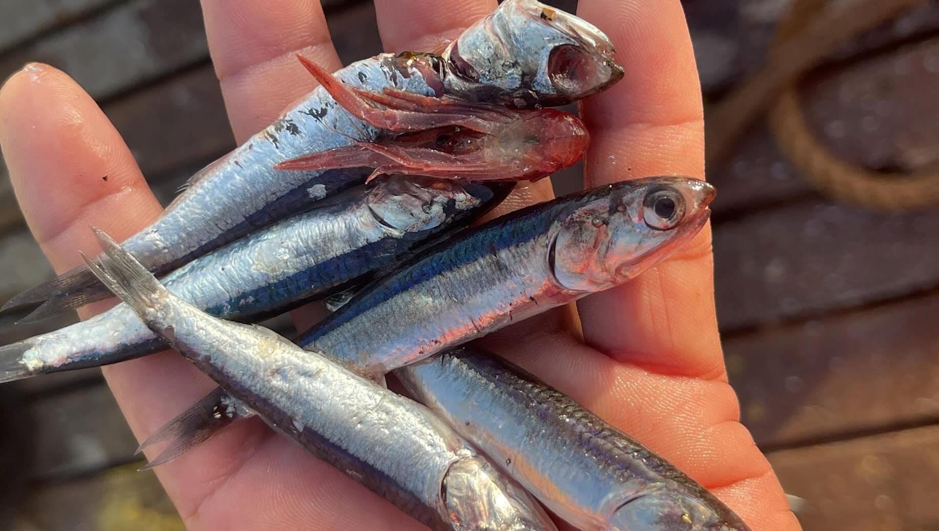 Lobbies y presiones detrás de la gestión de la anchoveta en el Perú ...