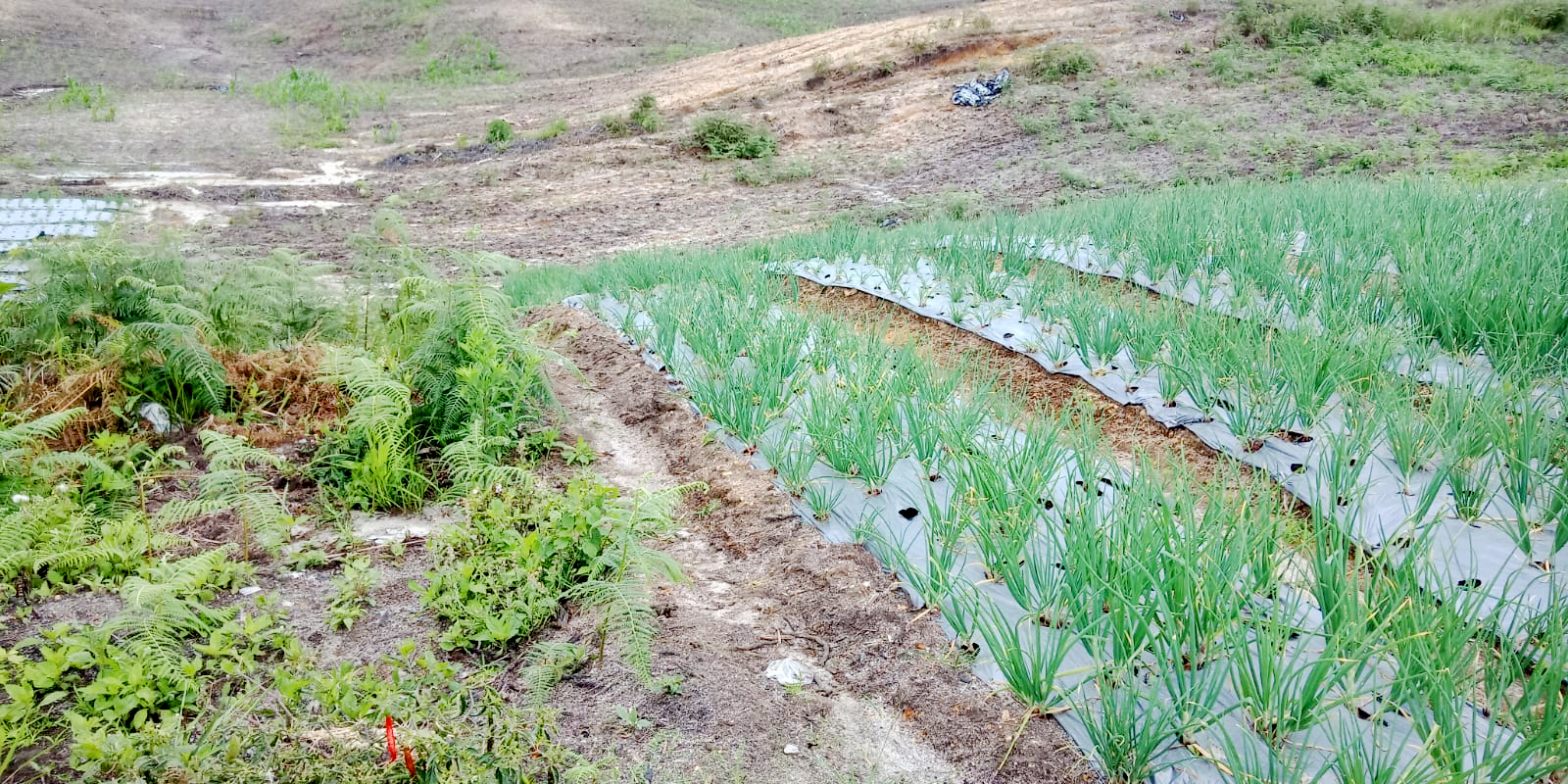 Food Estate Woes | Pulitzer Center