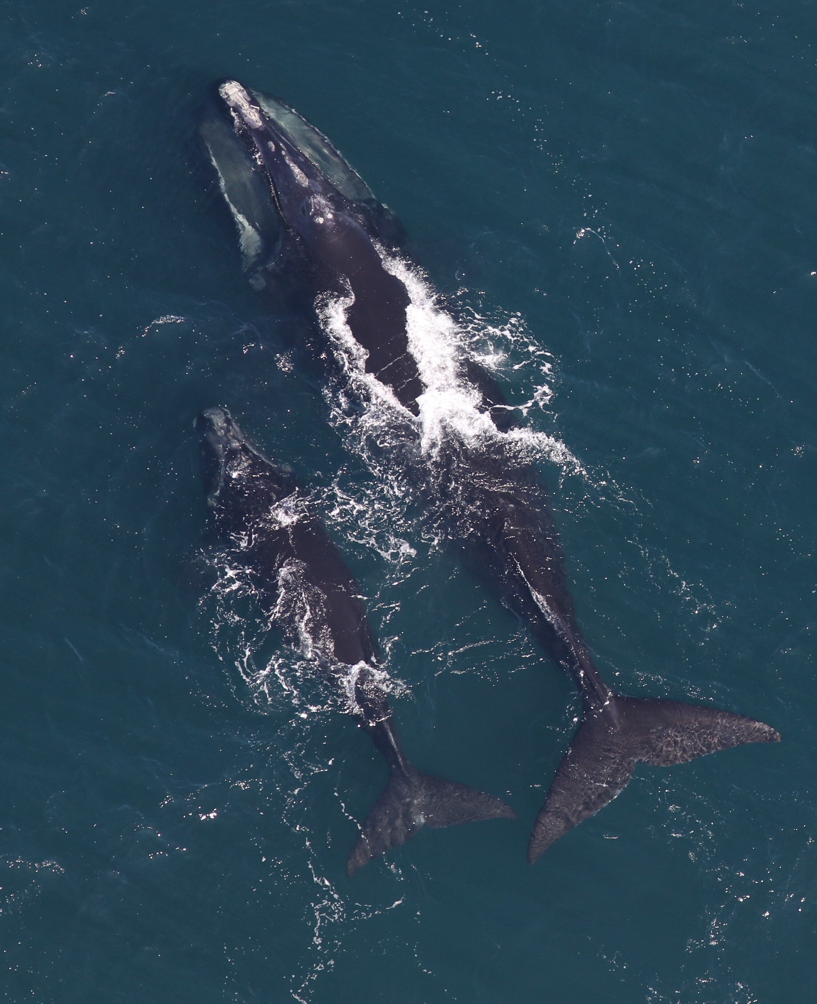 Entangled: Is the Race To Protect North Atlantic Right Whales Tied Up ...