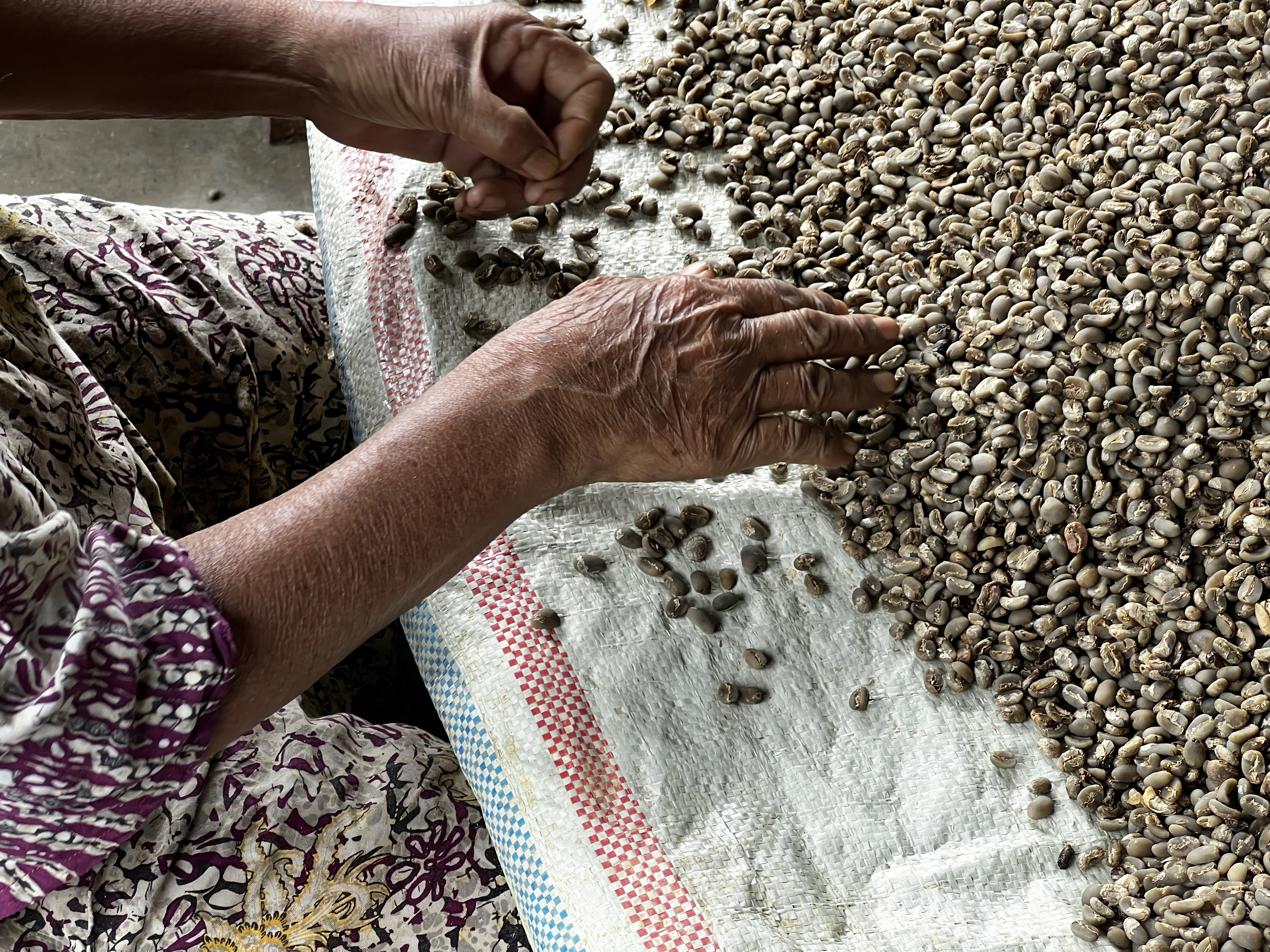 Guardians of Gayo: Preserving the Legacy of Wild Kopi Luwak in Gayo ...