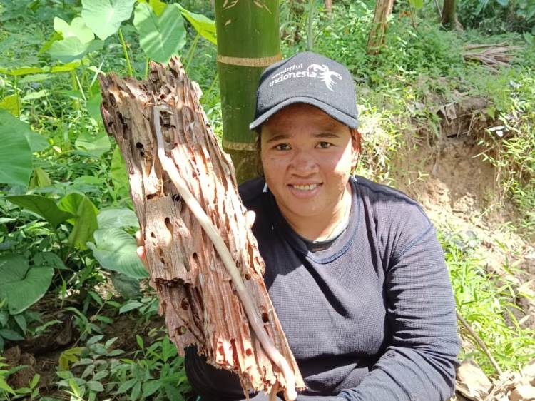 The Threat to Four Endemic Primates and the Biodiversity of Sipora ...