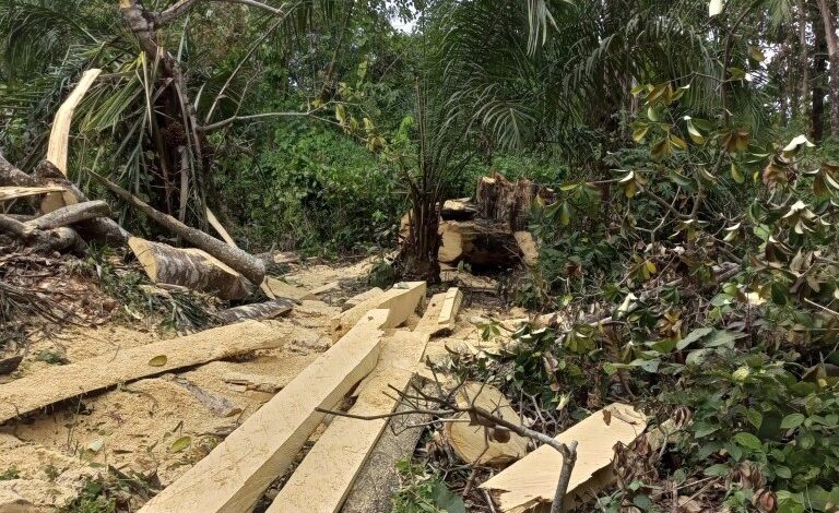 In Boki, Tribe Women Are at the Forefront To End Illegal Logging ...
