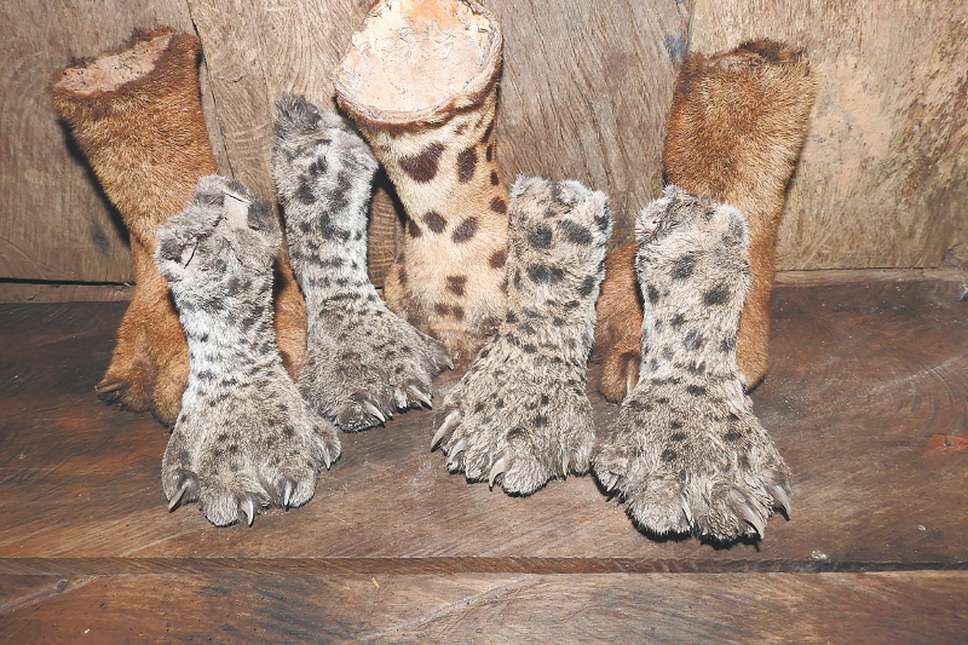 The Jaguar's Shadow: Illegal Hunting and Trafficking in Suriname ...