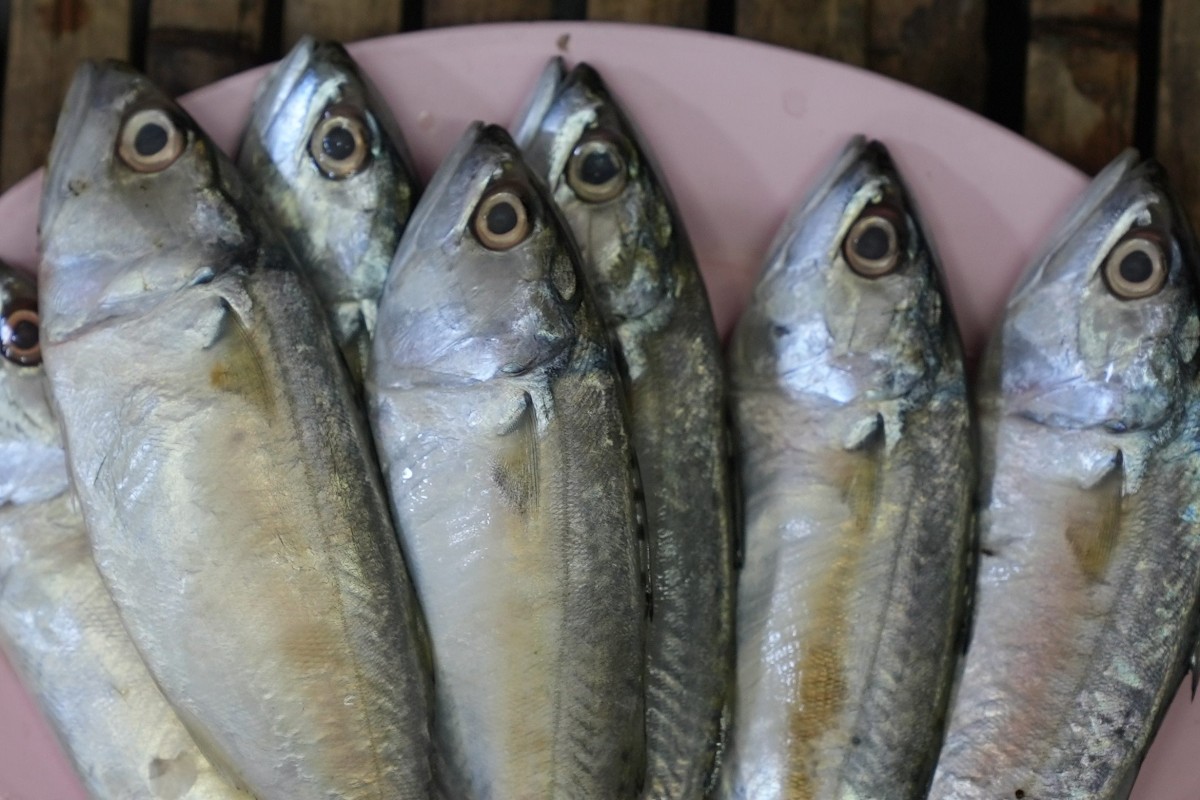 Thailand’s Favorite Fish Is Vanishing; Our Appetite Is To Blame ...