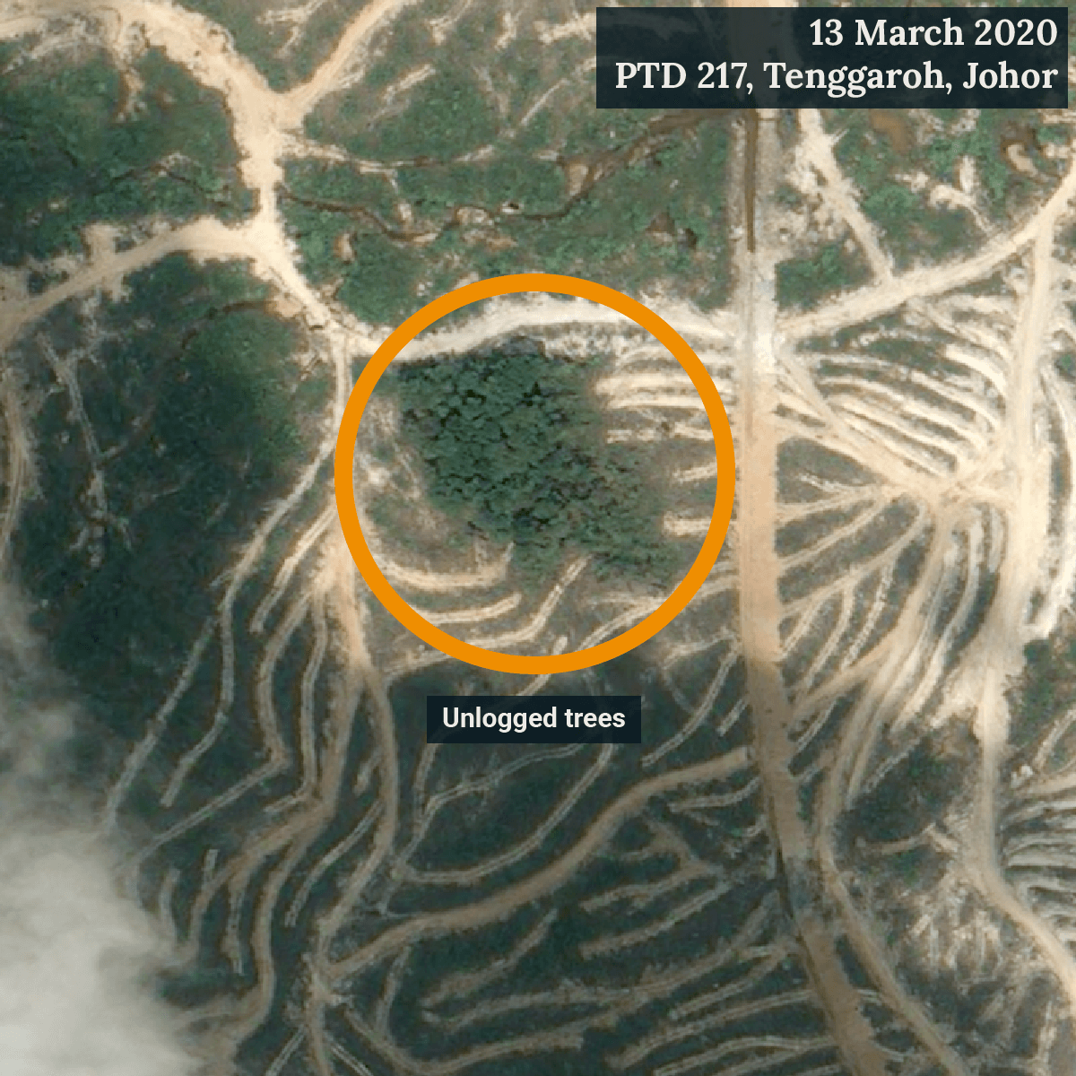 Cut, Carved, and Cleared: When Big Forests Go | Pulitzer Center