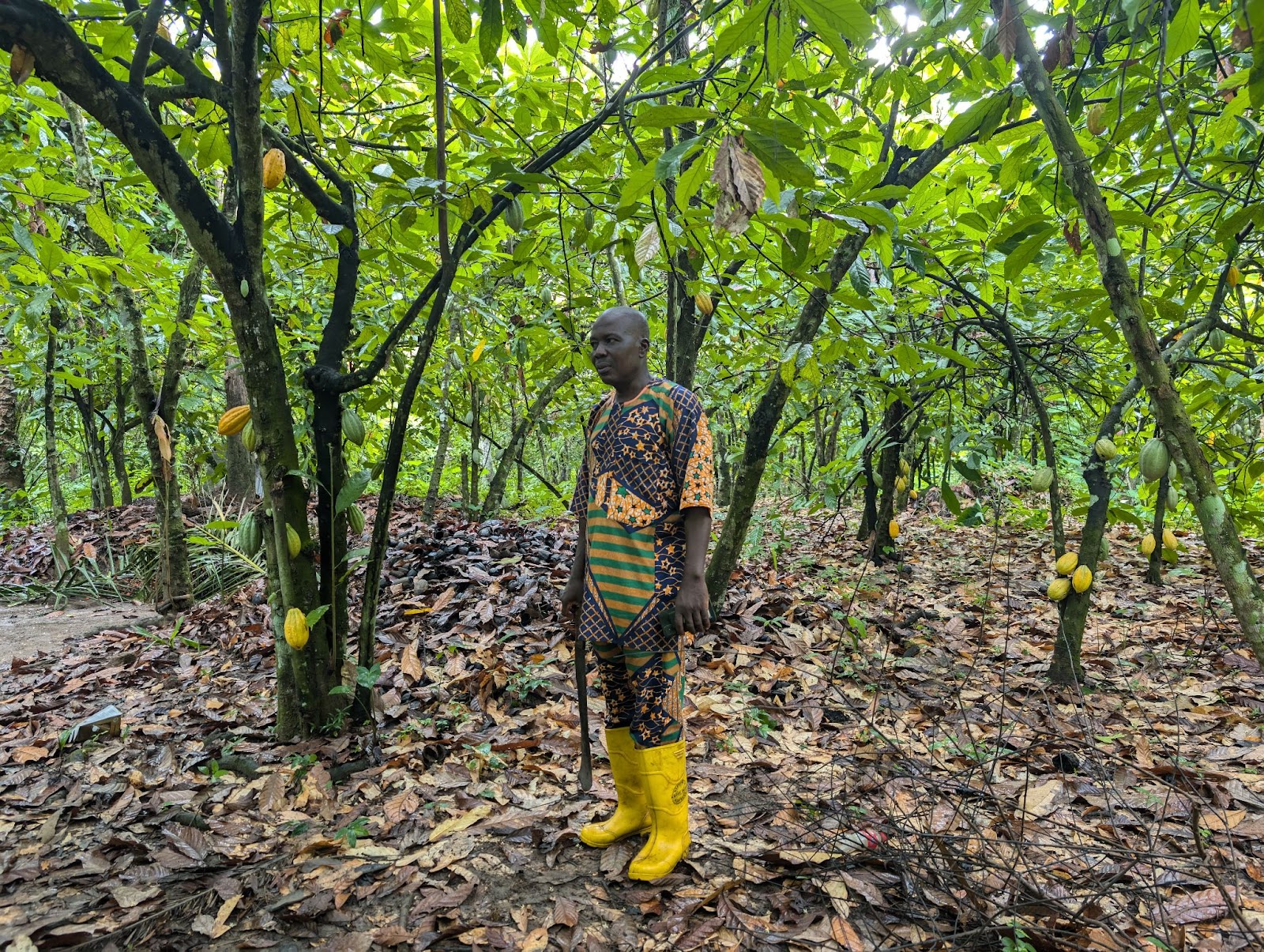 Age of Cocoa: Inequality in West Africa’s Chocolate Factory | Pulitzer ...