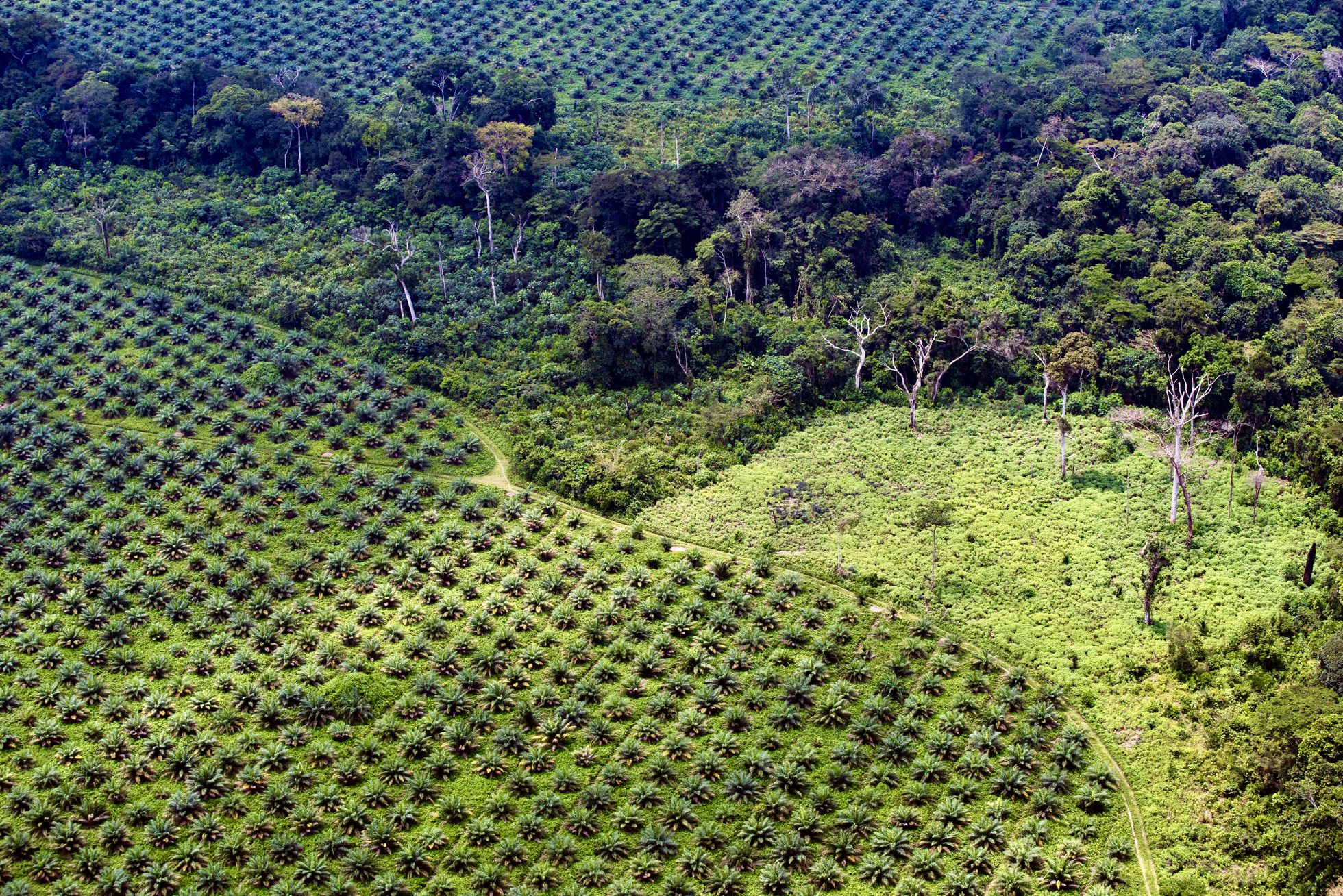 The Colonial Network of Palm Oil Plantations in the Democratic Republic ...