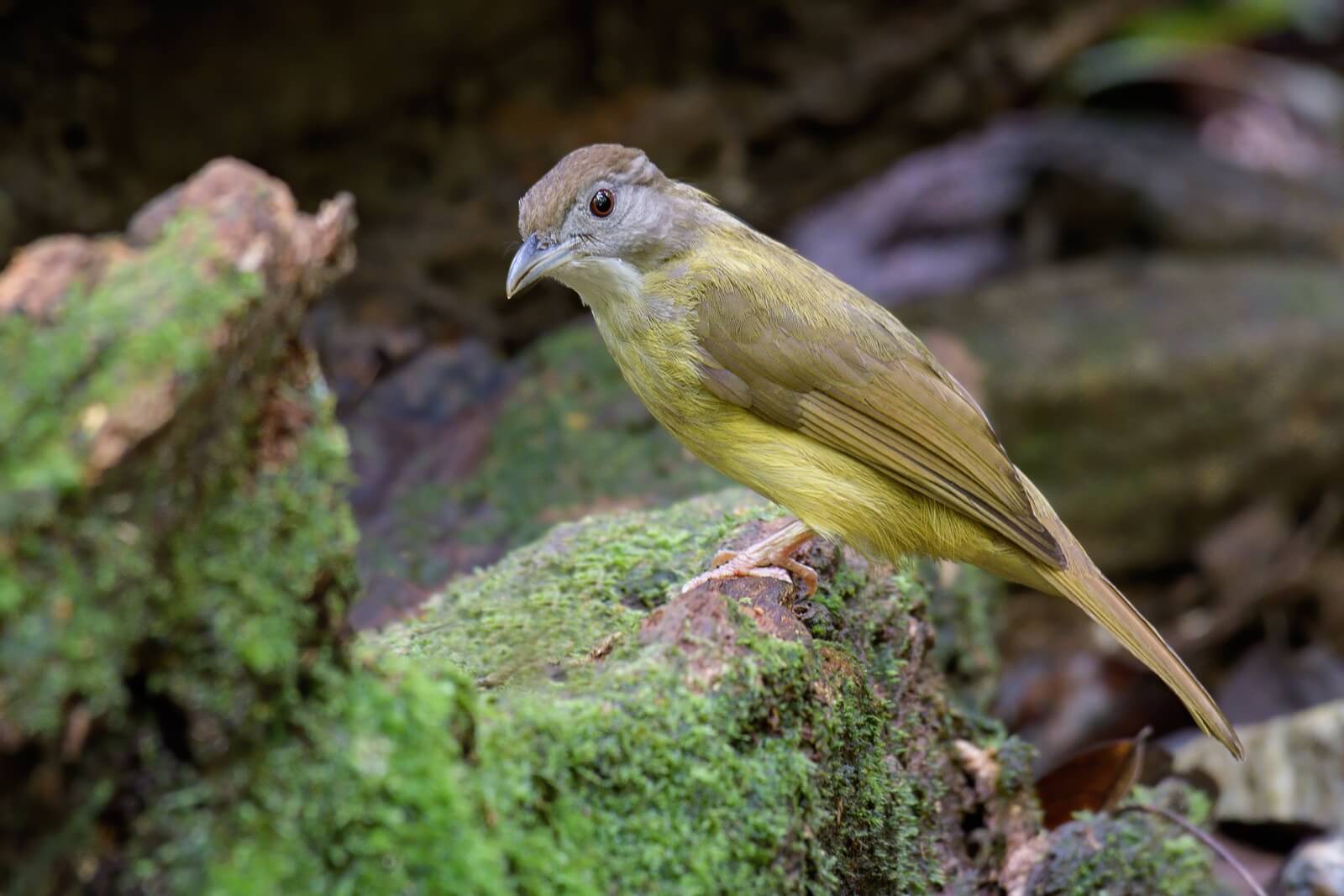 Cut, Carved, and Cleared: When Big Forests Go | Pulitzer Center