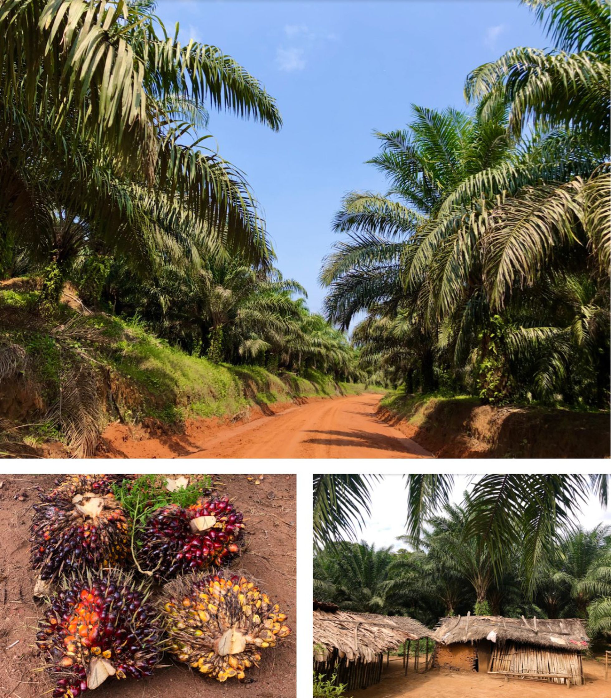 The Colonial Network of Palm Oil Plantations in the Democratic Republic ...
