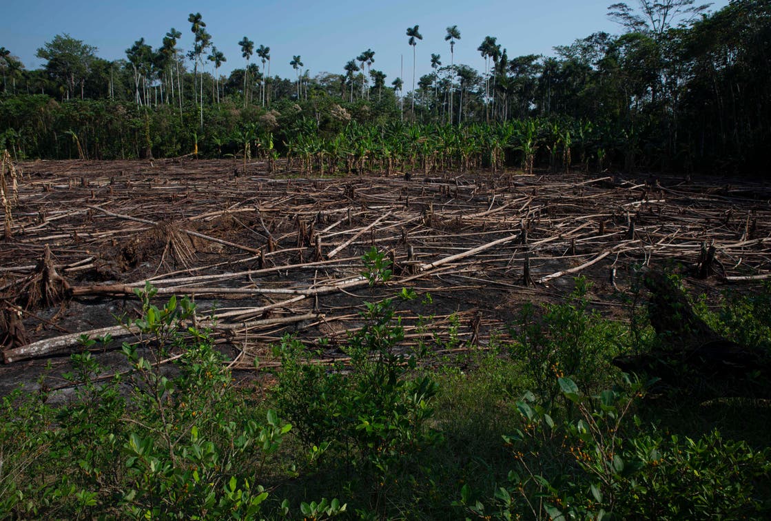 How an Indigenous People in Bolivia's Amazon Survived COVID-19 (German ...