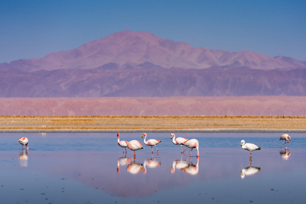 Vince Beiser | Pulitzer Center