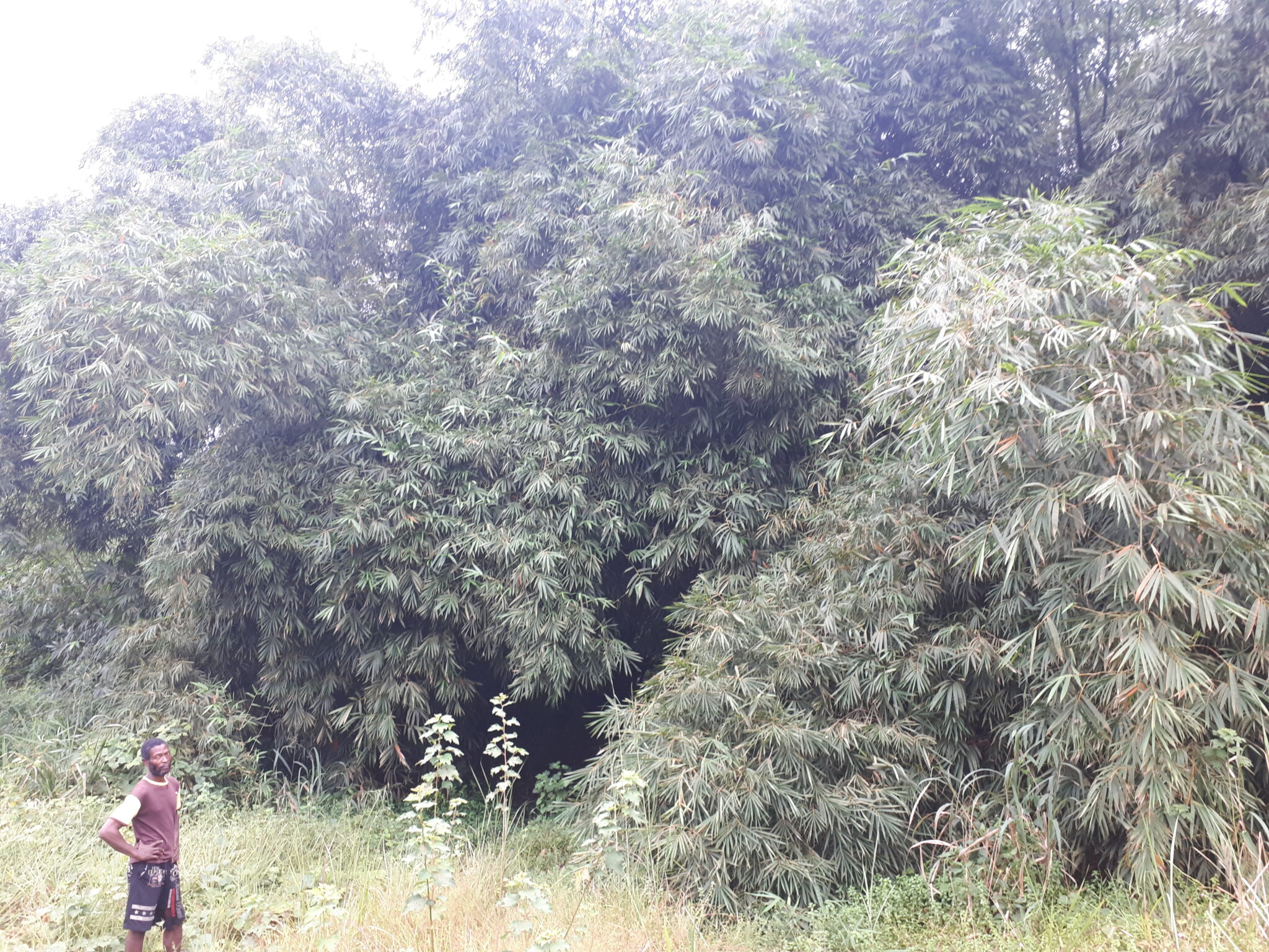 Cameroon Business Today | Pulitzer Center