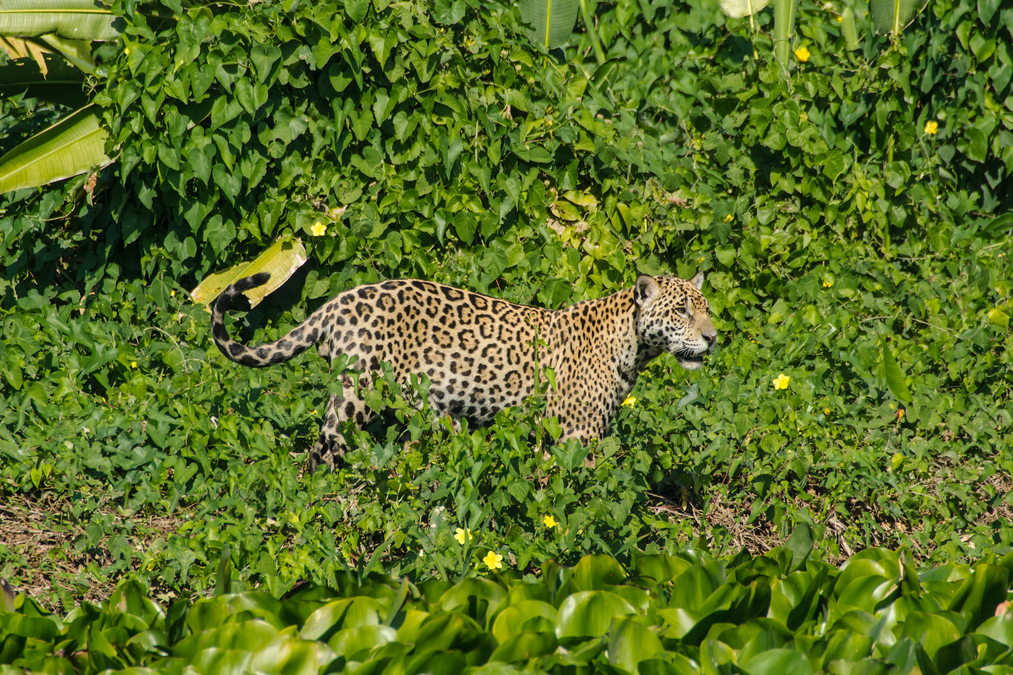 Forest Thieves: Who Profits From Federal Lands? | Pulitzer Center