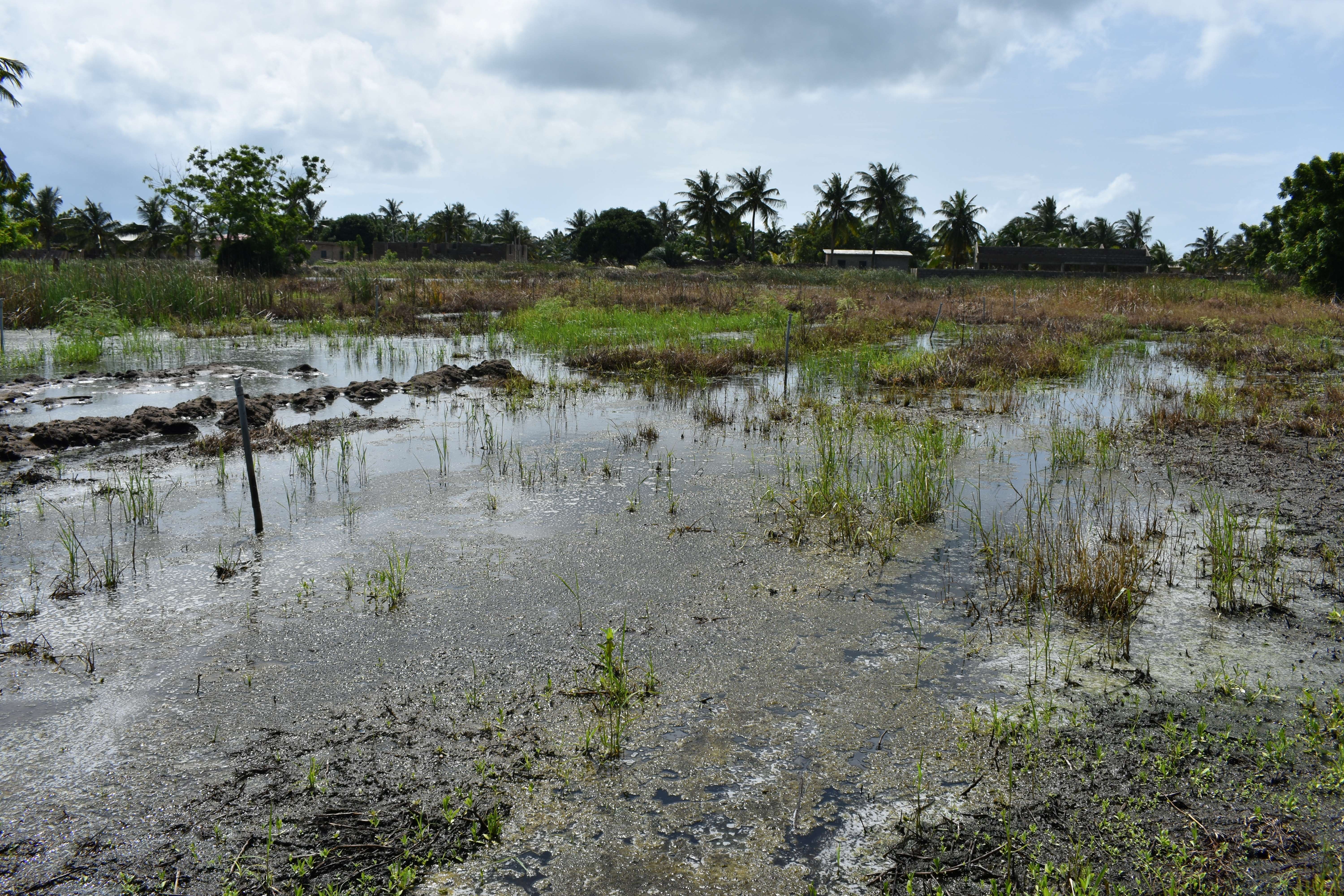 Sea Greens: Examining the Potential of Saline Agriculture | Pulitzer Center