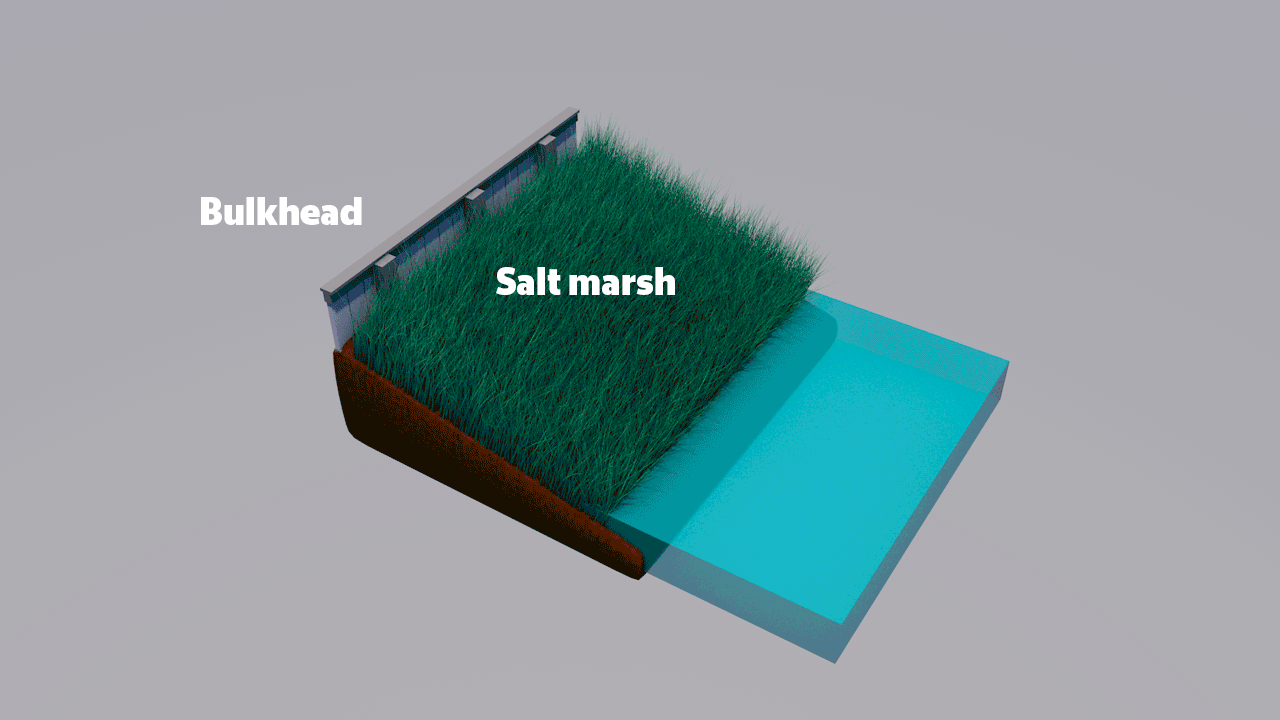 Coastal Development Boom Endangers Salt Marshes, a Resource Vital to ...