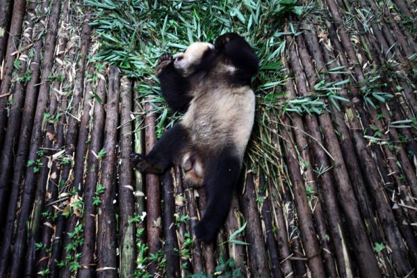 Interview: China Photographer Sean Gallagher Discusses Threat to Pandas ...