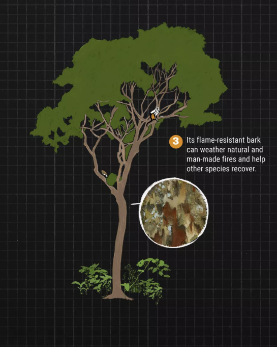 Supertrees: Meet Congo’s Caretaker of the Forest | Pulitzer Center