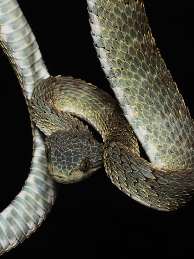 How Snakebites Became an Invisible Health Crisis in Congo | Pulitzer Center