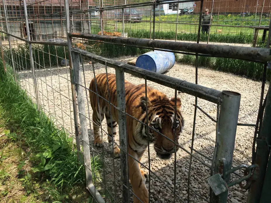 Private Tiger Ownership in U.S. | Pulitzer Center