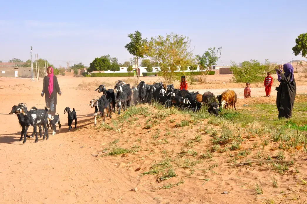 Egypt's Forgotten Indigenous Minority | Pulitzer Center