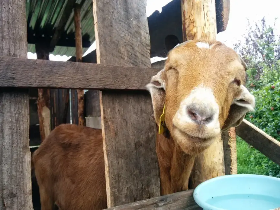 Guatemala: In a Land of Plenty, a Reporter’s Snapshots of Malnutrition ...