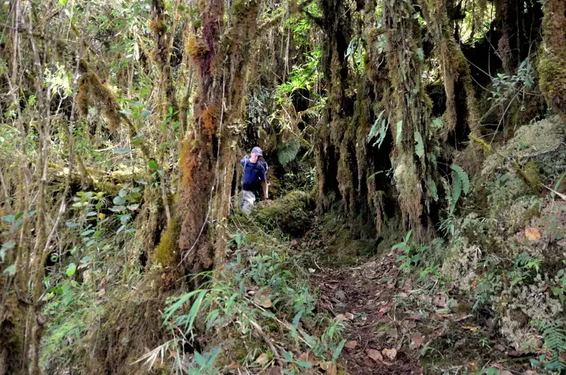 Peru: Trees on the Move | Pulitzer Center