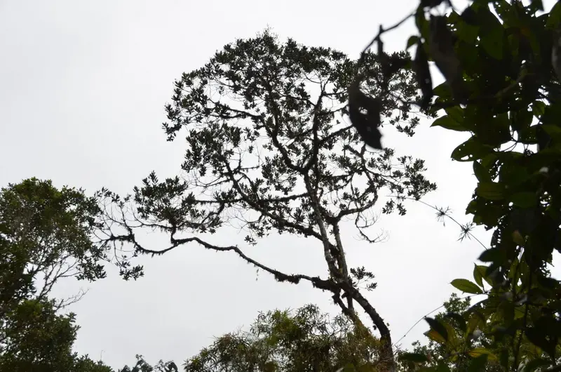 Peru: Trees on the Move | Pulitzer Center