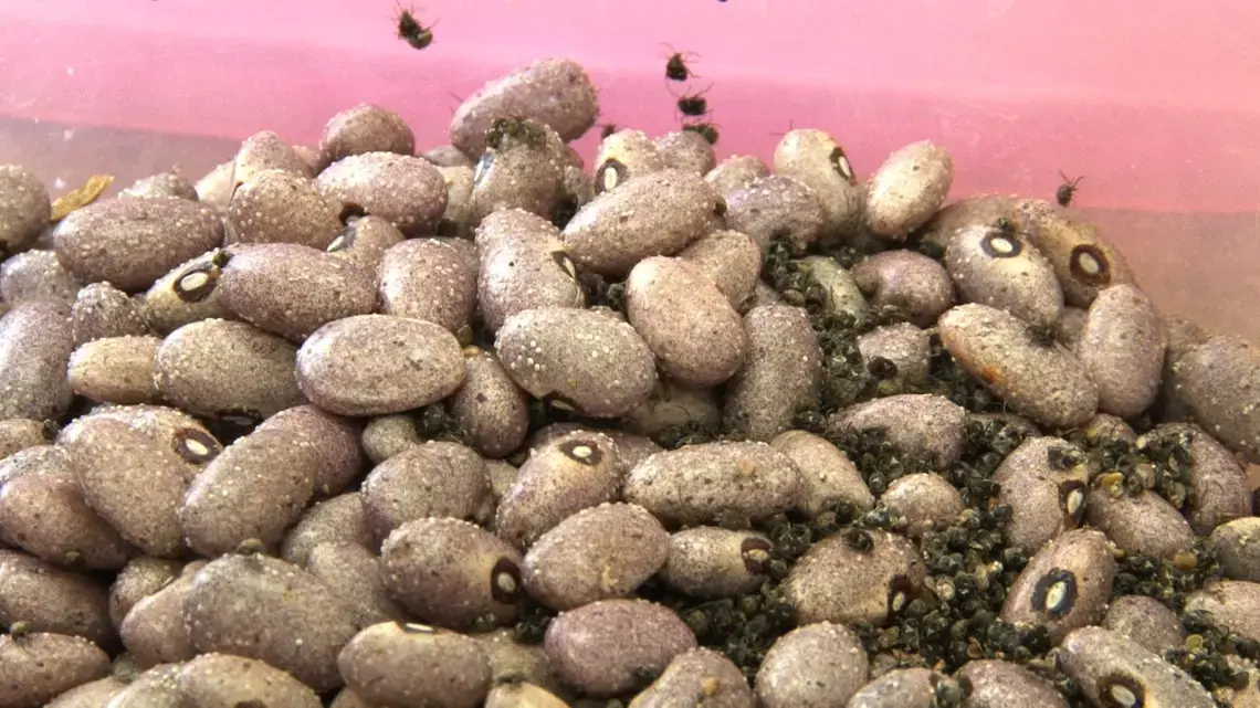 Tanzania's War on Weevils | Pulitzer Center