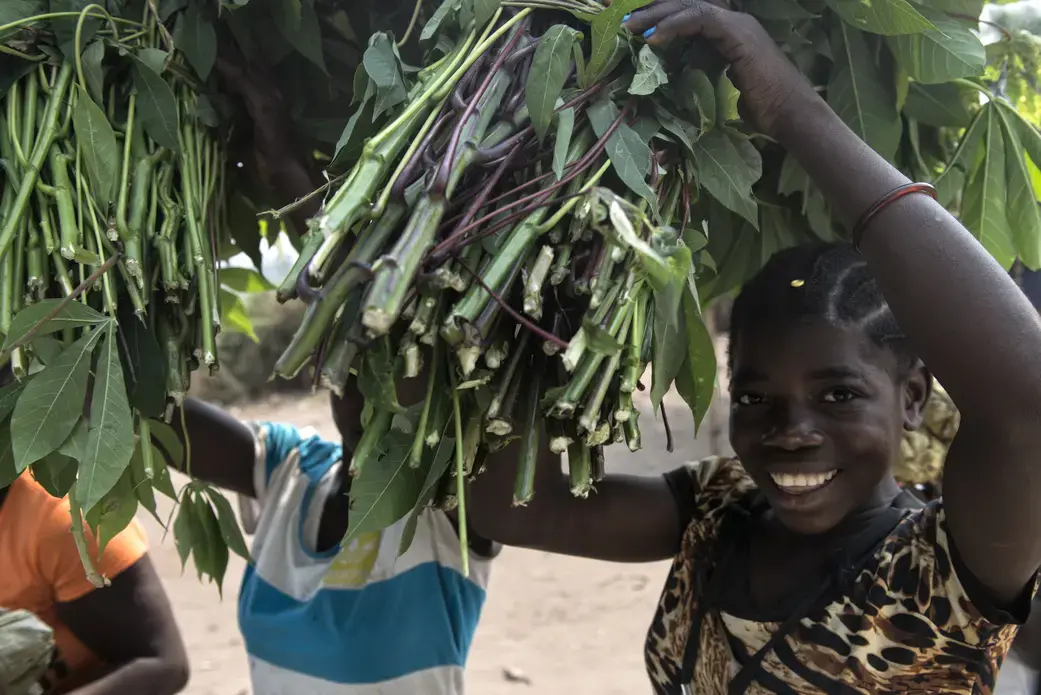 Democratic Republic of Congo: Cassava and Konzo, the Crippling Disease ...