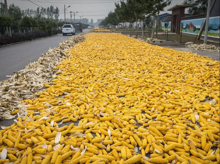 Feeding China: Pushing to Boost Corn Production | Pulitzer Center