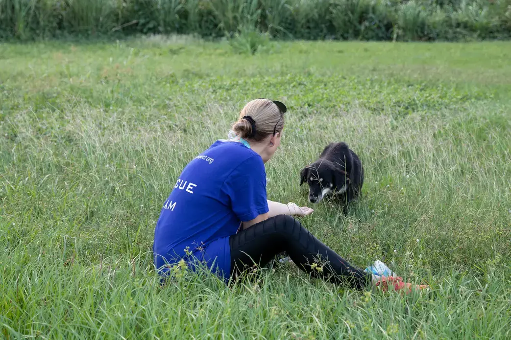 No Dogs Left Behind: The SATO Project in Puerto Rico | Pulitzer Center