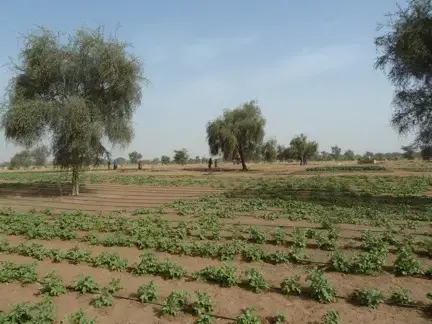 Senegal Builds Africa’s Great Green Wall of Trees | Pulitzer Center