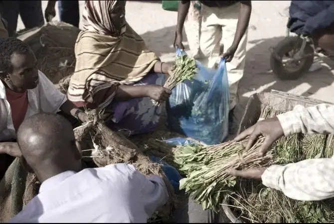 Somaliland's Addict Economy | Pulitzer Center