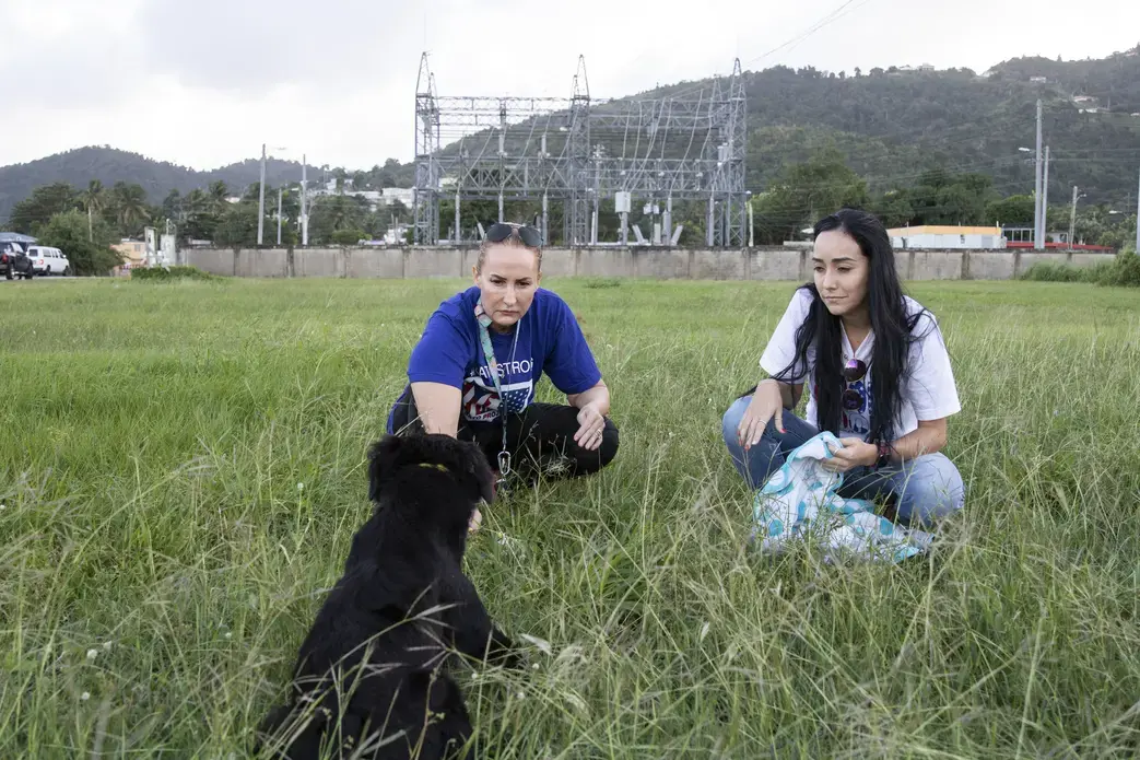 No Dogs Left Behind: The SATO Project in Puerto Rico | Pulitzer Center