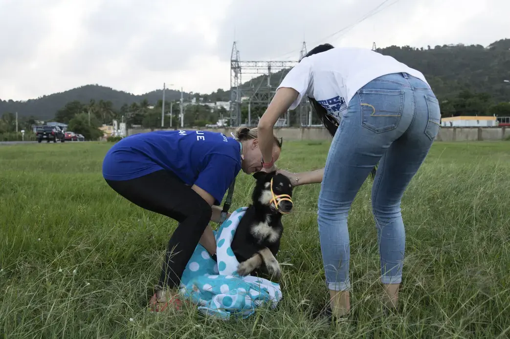 No Dogs Left Behind: The SATO Project in Puerto Rico | Pulitzer Center
