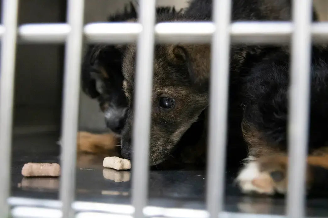 No Dogs Left Behind: The SATO Project in Puerto Rico | Pulitzer Center