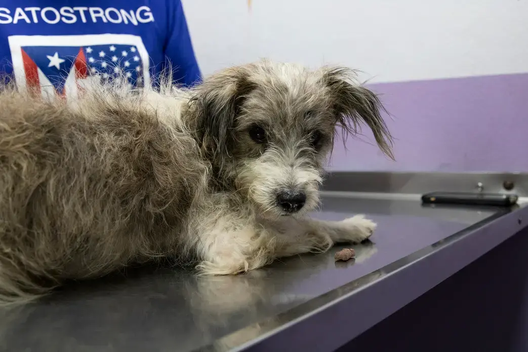 No Dogs Left Behind: The SATO Project in Puerto Rico | Pulitzer Center