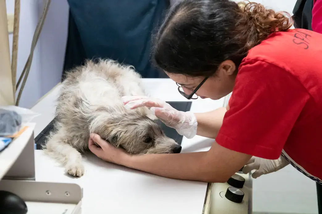 No Dogs Left Behind: The SATO Project in Puerto Rico | Pulitzer Center
