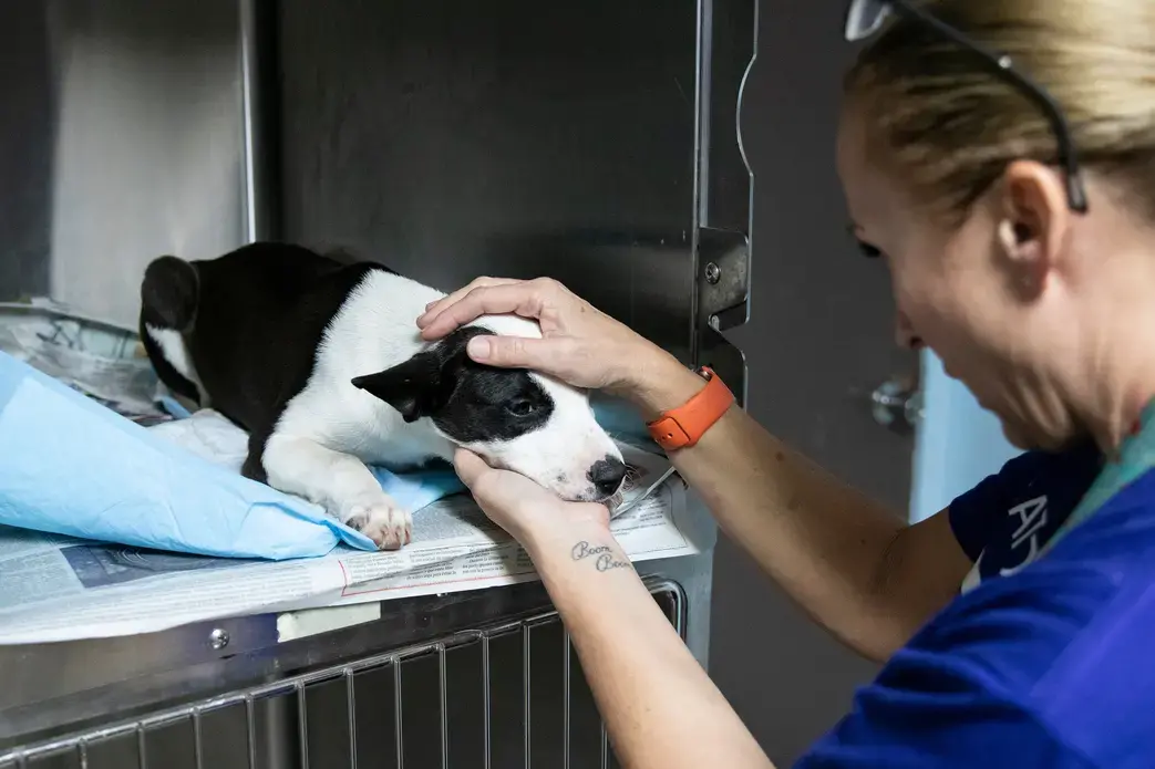 No Dogs Left Behind: The SATO Project in Puerto Rico | Pulitzer Center