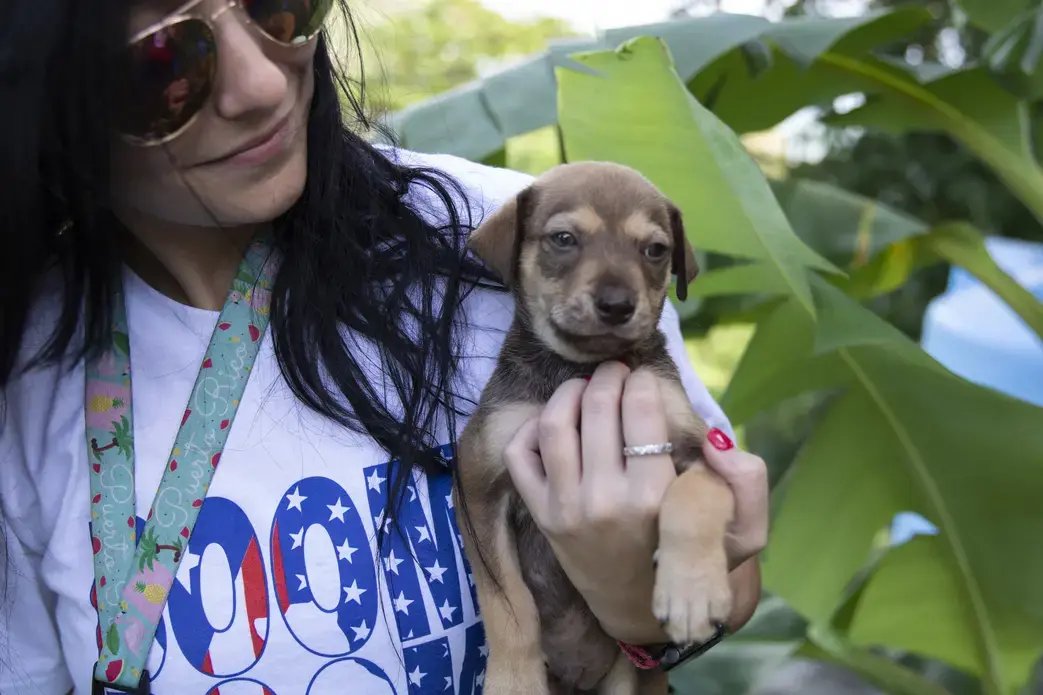 No Dogs Left Behind: The SATO Project in Puerto Rico | Pulitzer Center