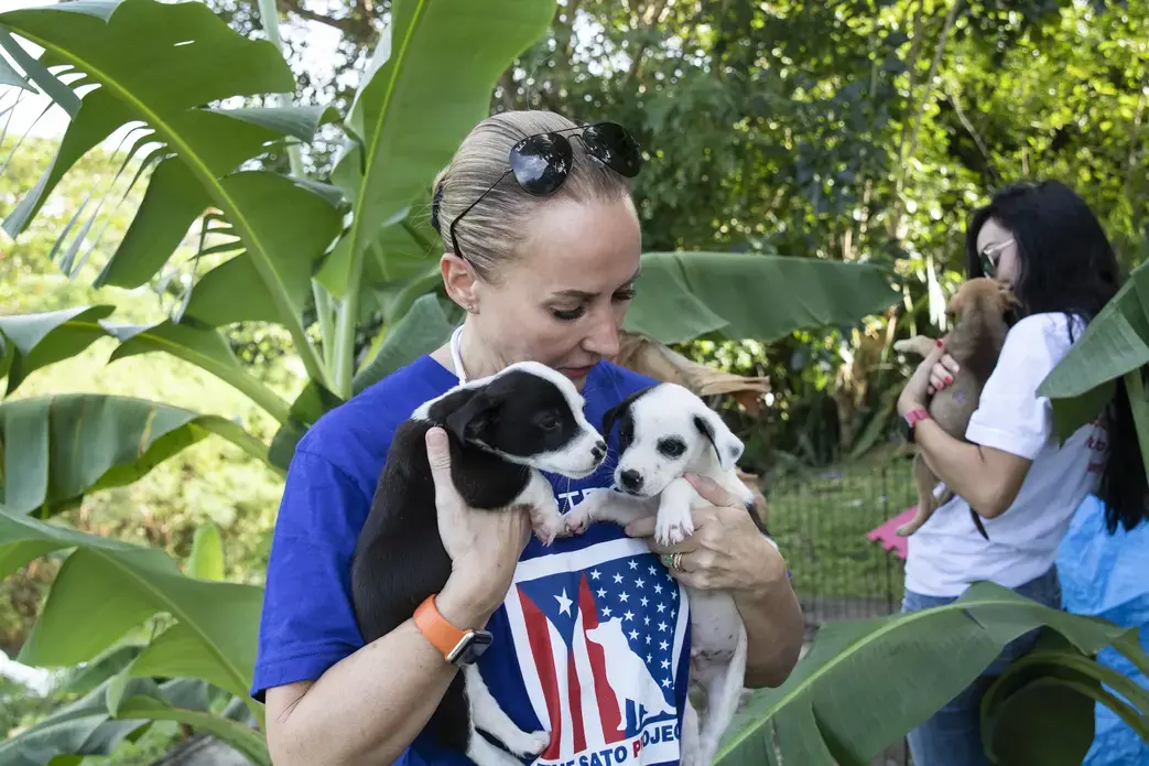 No Dogs Left Behind: The SATO Project in Puerto Rico | Pulitzer Center
