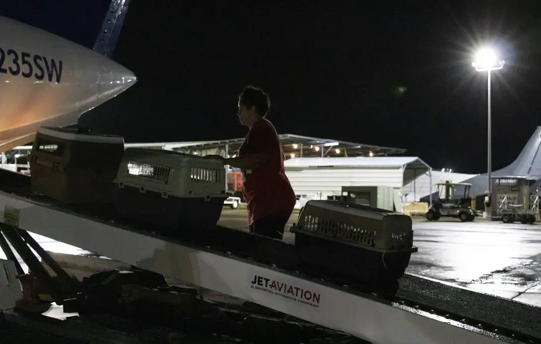 No Dogs Left Behind: The SATO Project in Puerto Rico | Pulitzer Center