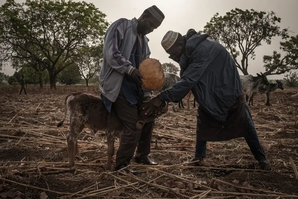 Benin Is the New Jihadist Front in Africa | Pulitzer Center