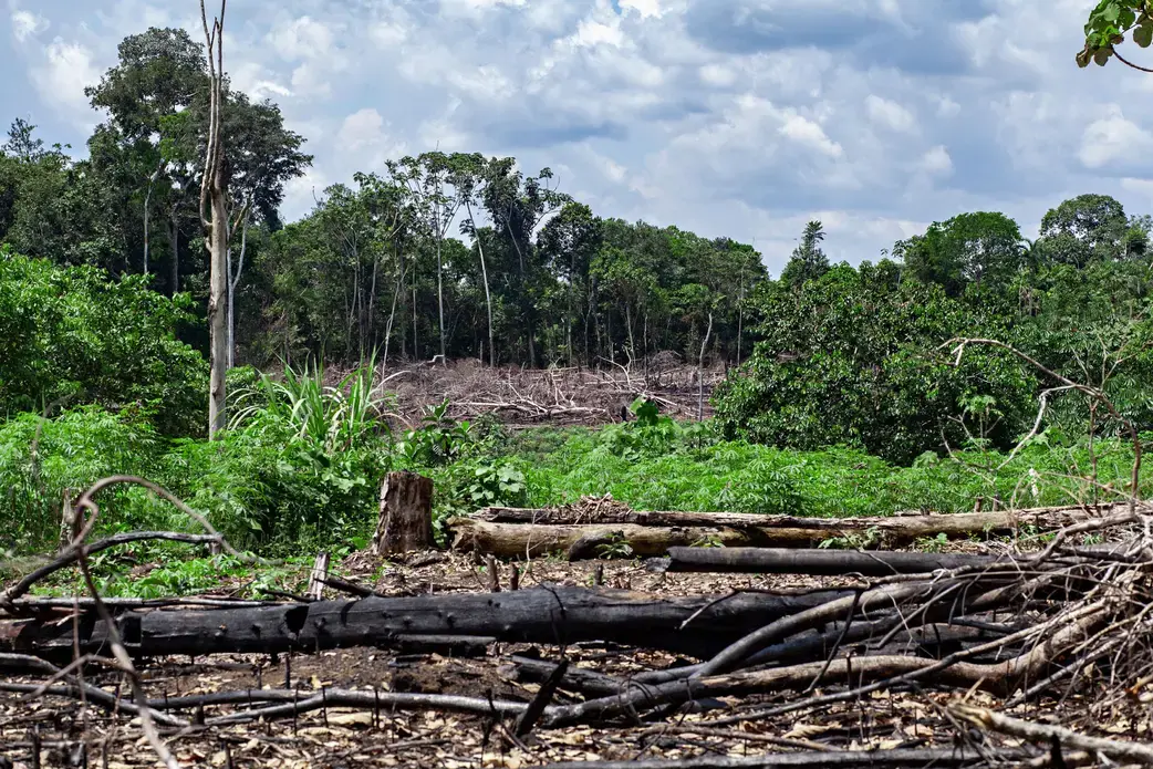 Modern Agroforestry, Ancient History of Populations, Plants, and Fire ...