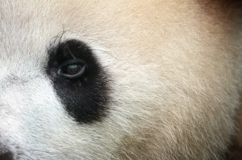 The Panda's Forest: Biodiversity Loss | Pulitzer Center