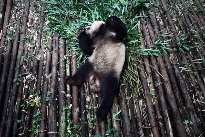 The Panda's Forest: Biodiversity Loss | Pulitzer Center